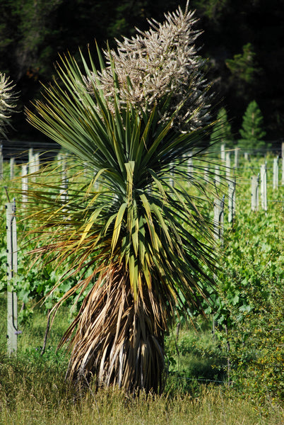 Cabbage Trees at Māori Point – Maori Point Wines